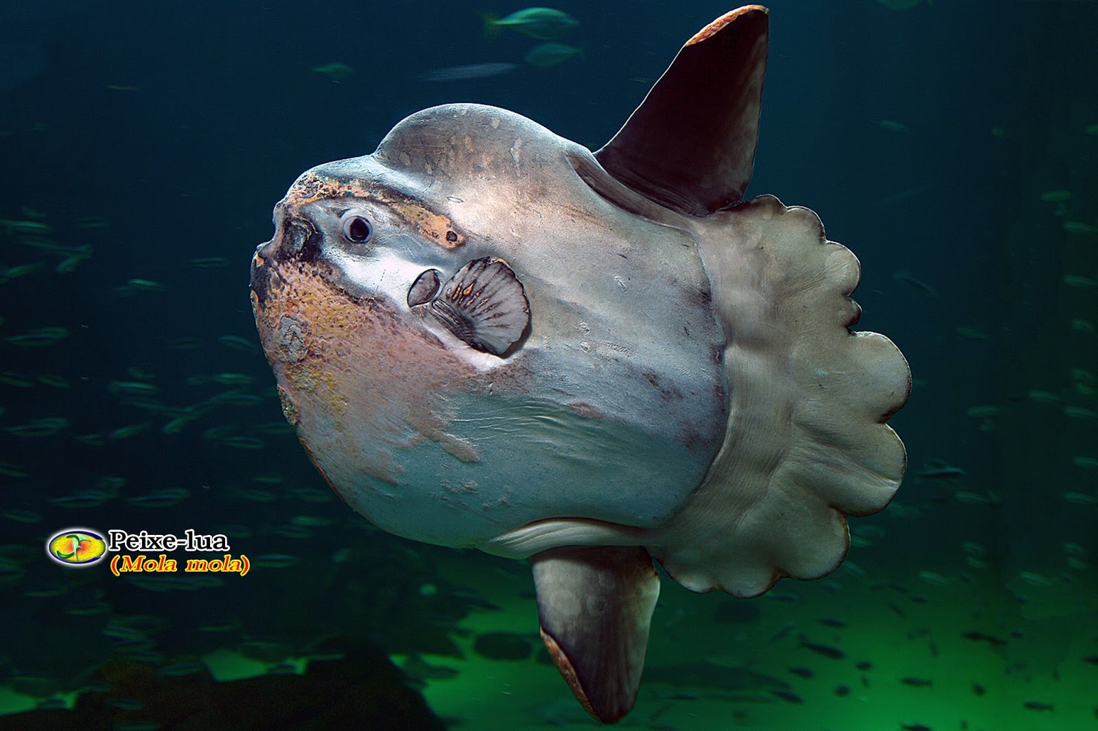 Zoologia: Peixe-lua (Mola mola)